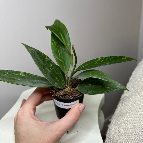 Hoya Rangsan Splash - The Stem Shop