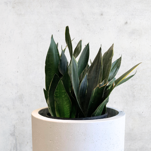 Snake Plant - Sansevieria Fabi Superba - The Stem Shop